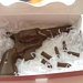Chocolate Gun & Bullets box | Maine Gourmet Chocolates